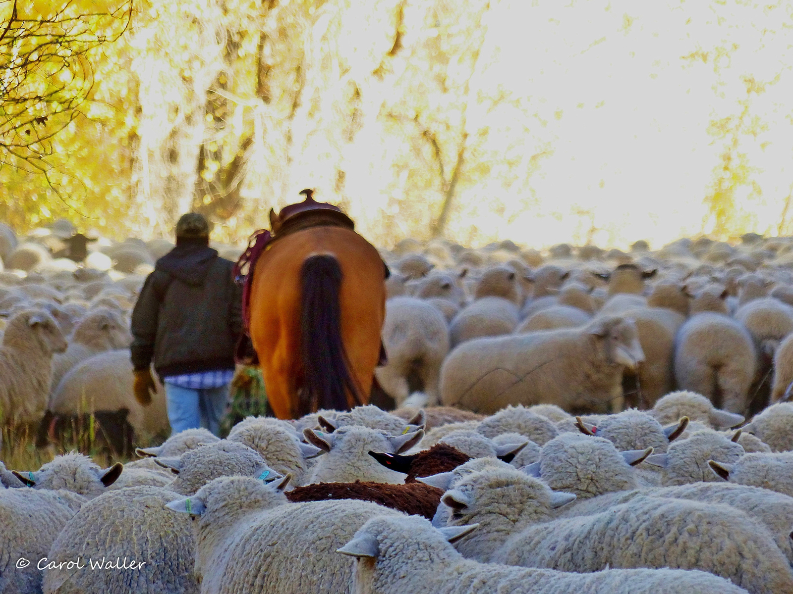 Trailing of the Sheep Festival - Visit Sun Valley